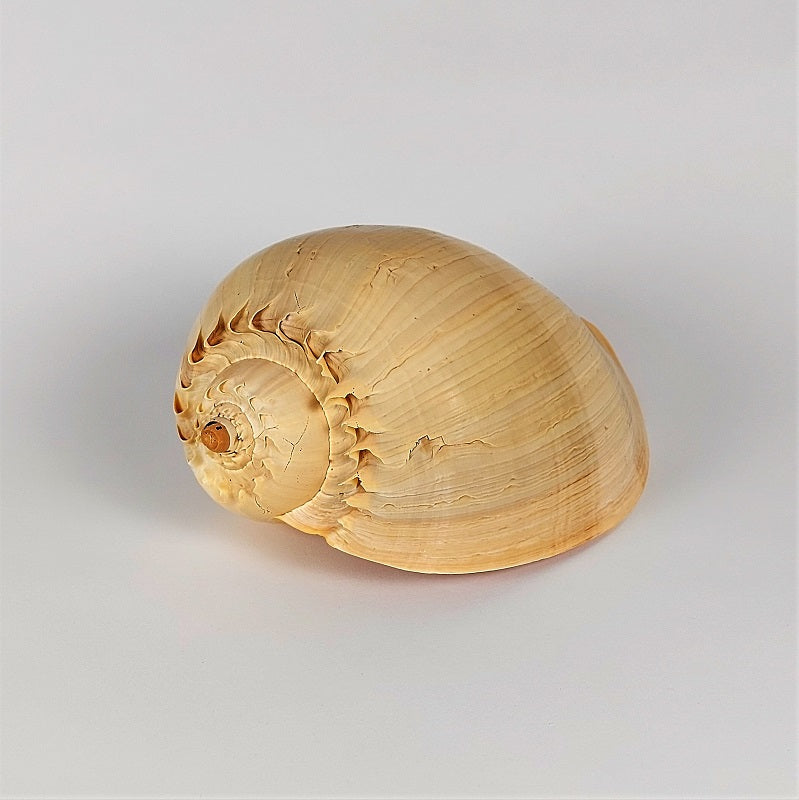 Natural Melo Diadema shell - XL – Woshoush Galerie & Trading